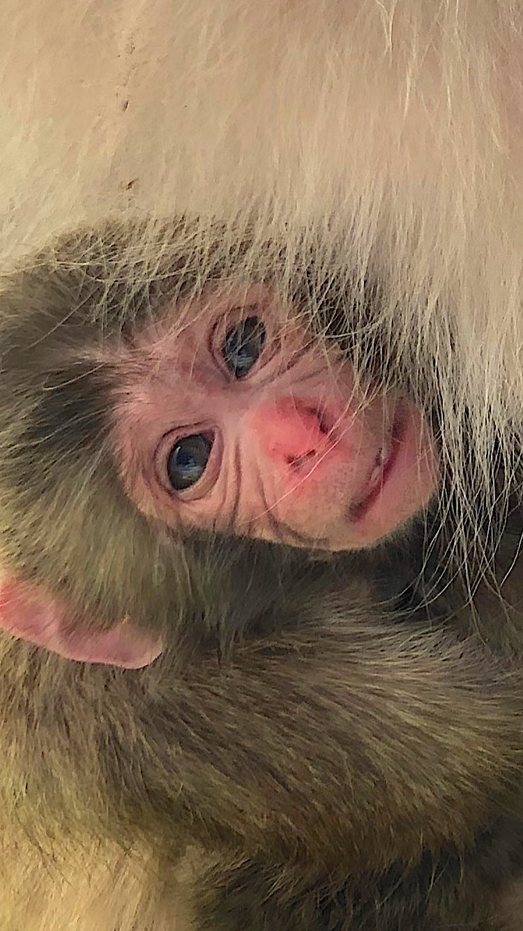 Deadline Detroit | Six precious pics of the newborn snow monkey at the ...