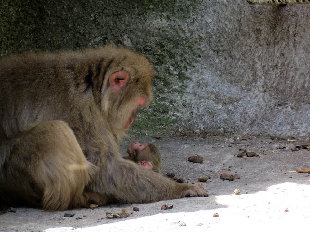 Deadline Detroit | Six precious pics of the newborn snow monkey at the ...
