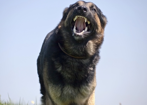 Deadline Detroit | Killer Dogs Show Detroit Is an Uncivilized City ...